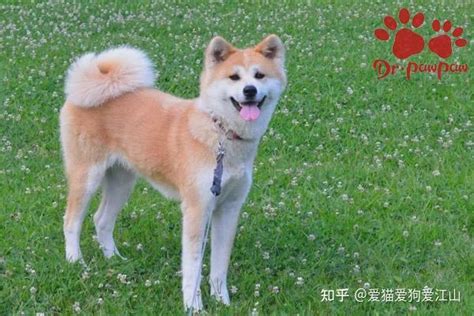 爪爪博士宠物医生 金毛狗狗一直干呕是怎么回事？ 知乎