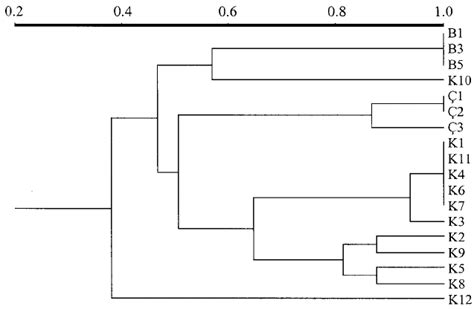 Upgma Clustering Of Dh Individual Lines Based On Simple Matching