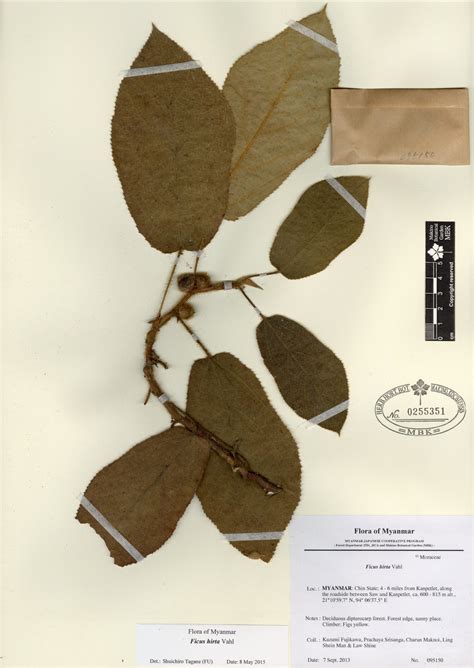 Ficus Hirta Vahl Myanmar Vascular Plants Database