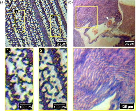 The Worlds First 3d Printed Microscope Costs Only 60 To Build