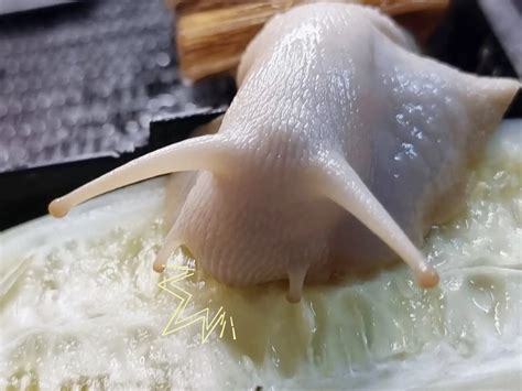 🐌 ฮารุ หอยทากยักษ์อายุ 2 ปีครึ่ง 🐌 แกลเลอรีที่โพสต์โดย Stampthan