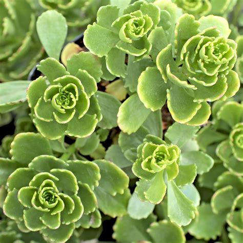 Sedum For Sale Stonecrop Ground Cover Stonecrop