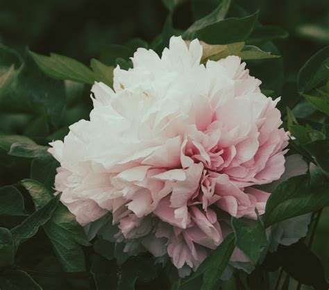 모란 분홍색 핑크 꽃 Pixabay의 무료 사진 Pixabay