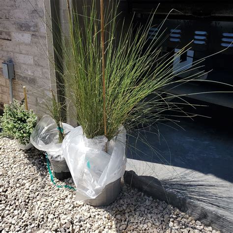 How Should Muhly Grass Be Cut Back