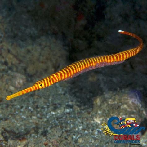 Orange Banded Pipefish Doryrhamphus Pessuliferus Corals Anonymous
