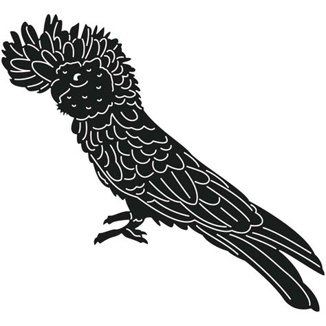 Australian Red Tailed Black Cockatoo 05 Dxfforcnc