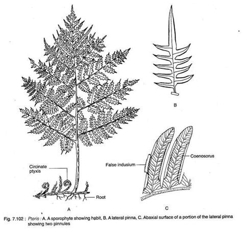 Archegoniate Unifying Features Of Archegoniates Transition To Land