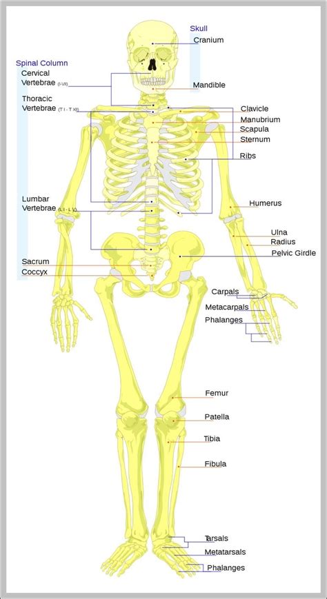 Human Skeleton Anterior View 744×1436 Anatomy System Human Body