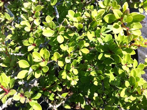 BERBERIS THUNBERGII GREEN CARPET