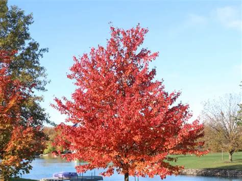 How Fast Does A Maple Tree Grow Growth Rate Full Size