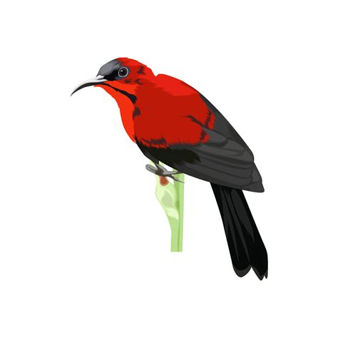 Crimson Sunbird Bird Vector Illustration 13348123 Vector Art At Vecteezy