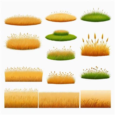A Series Of Pictures Of Different Shapes Of Grass And Flowers Premium