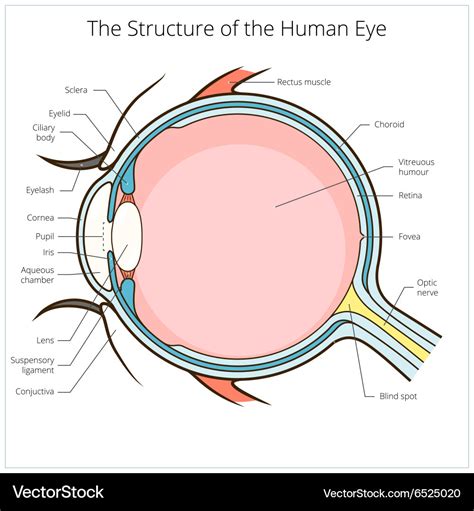 Human Eye Structure Scheme Royalty Free Vector Image