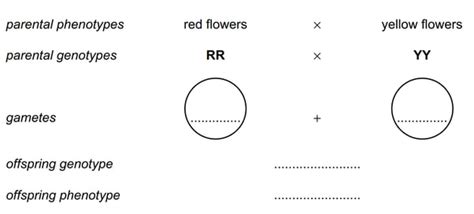 Inheritance Cambridge O Level Biology Topic Questions 2023