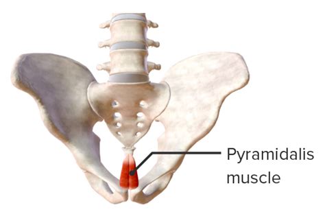 Pyramidalis Muscle Function
