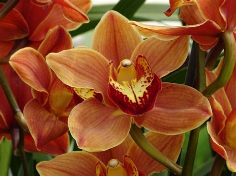 Delicate Beauties~ Cindy Knoke