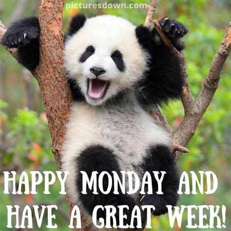 Happy Monday Image Funny Monkey Free