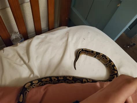 Is My Ball Python A Healthy Weight Rballpython