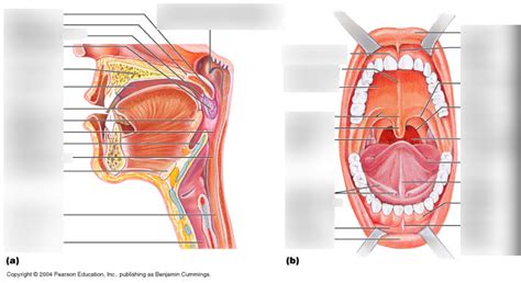Oral Cavity Diagram Quizlet
