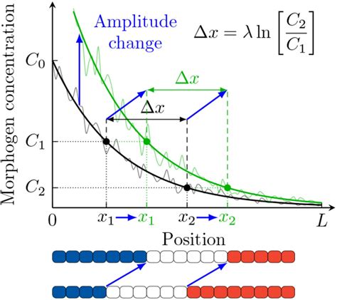 Concentration Gradient Graph
