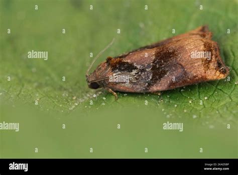 Natural Closeup On The Colorful Large Fruit Tree Tortrix Moth Archips Podana Sitting On A Green