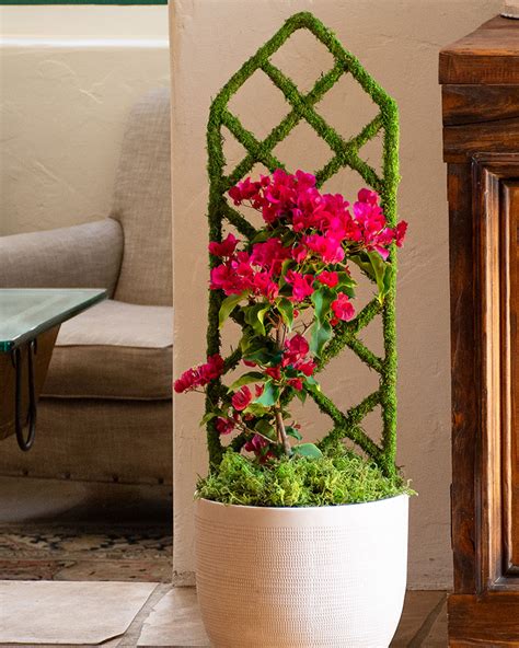 Supermoss Diamond Trellis