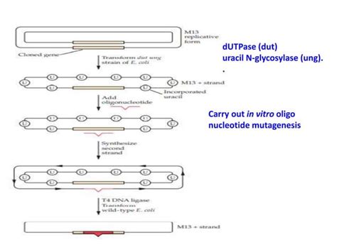 Lectures Ppt Of Prof Sanjeev Puri On M13 Phage Pptx Genetics Science