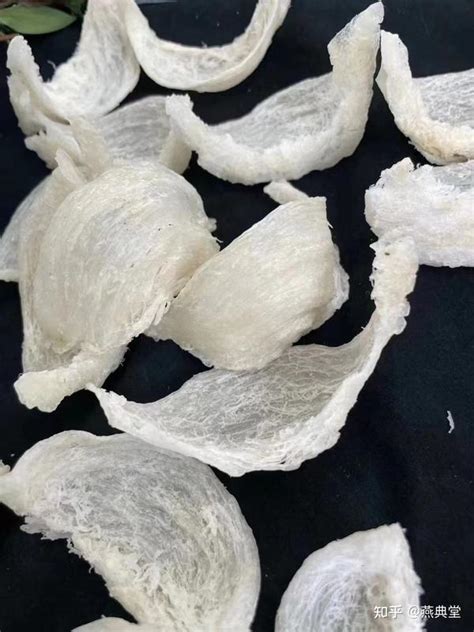 燕宝生物泡发燕窝全过程 鉴别真假燕窝泡发前后图 知乎