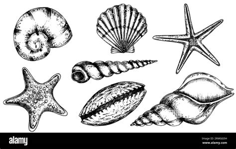 Vector Seashells Set Hand Drawn Illustration Of Sea Shells On Isolated
