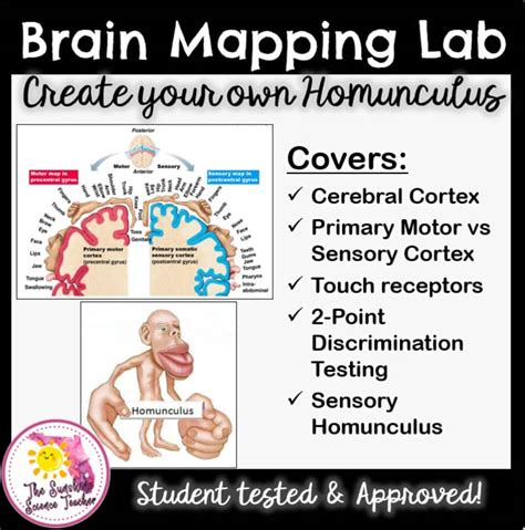 Brain Mapping Lab Create Your Own Homunculus By The Sunshine Science