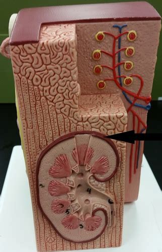 Anatomy Lab Test 3 Flashcards Quizlet