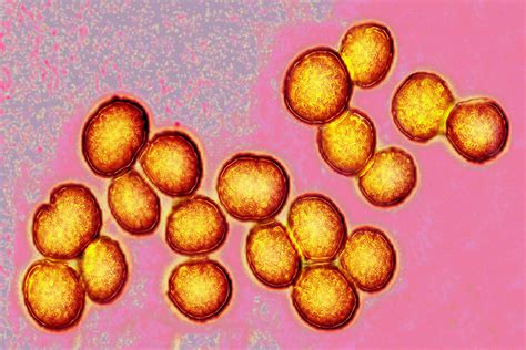 The Rockefeller University How Bacteria Recognize Viral Invasion And