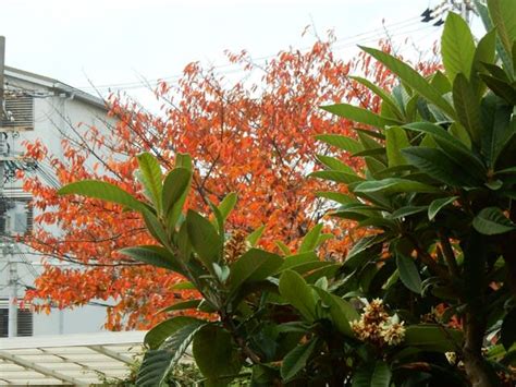 ナンキンハゼの紅葉落ち葉の川を泳ぐ亀その他 ミントグリーンの風に吹かれて2