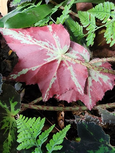 What Is Star Begonia At Alannah Wrigley Blog