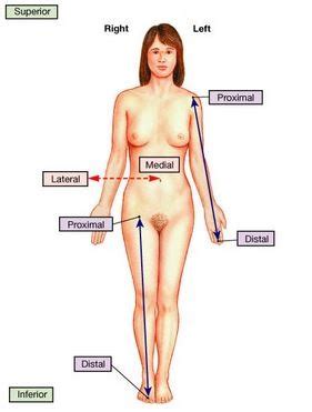 Lab Exam Flashcards Quizlet