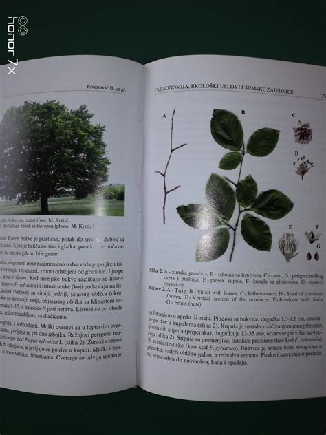 Bukva U Srbiji 76492257