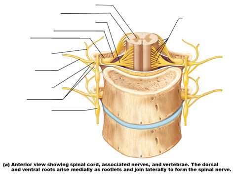 Exs 111 ~ Anterior View Of Spinal Cord With Associated Nerves And