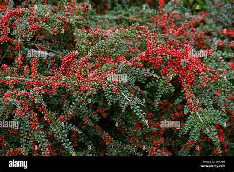 Cotoneaster Cotoneaster Horizontalis Rosaceae Western China Stock