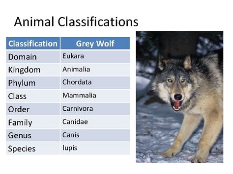 Animals Of Yellowstone The Grey Wolf Animal Classifications