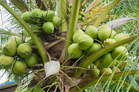 Aglomerado De Coco Fresco Na árvore De Coco Foto Premium