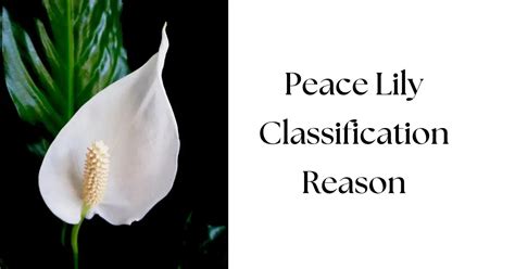 Peace Lily Scientific Classification And Botanical Features
