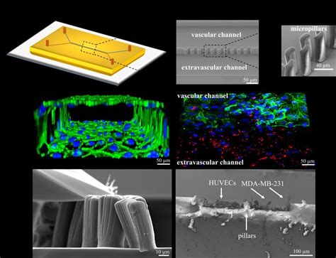The Compartmentalized Microfluidic Device A Schematic Of The Double