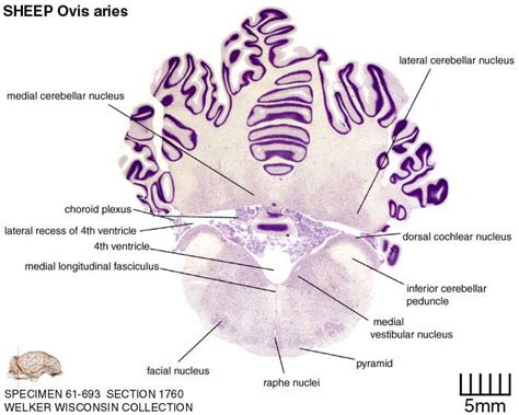 Atlas Of The Sheep Brain Section Image