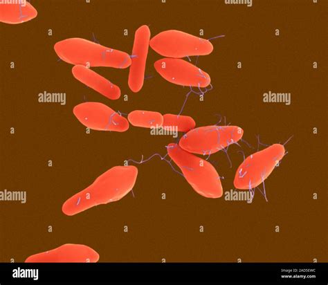 Coloured Scanning Electron Micrograph Sem Of Clostridium Botulinum