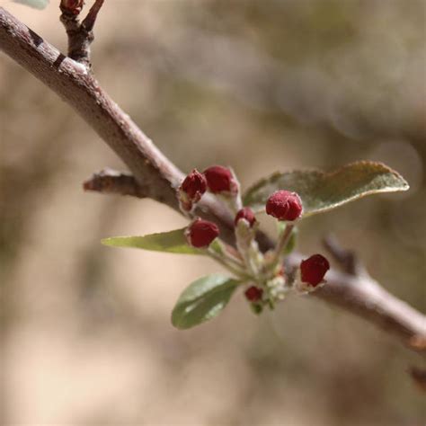 Budding Romance By Starrysurrealism On Deviantart
