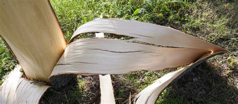 Handling Tree Bark Damage