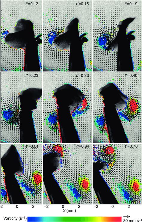 Flow Field Time Sequence Of The Velocity And Vorticity Fields Download Scientific Diagram
