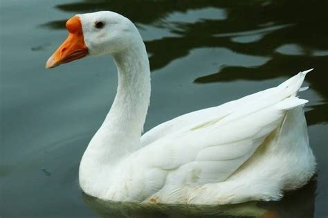 浮鹅钩的由来 端午节的由来 五一的由来 大山谷图库