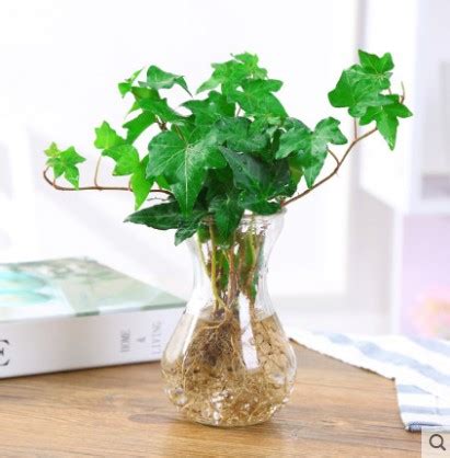 水培土培常春藤水培水生水养室内盆栽办公室植物桌面植物好养 虎窝淘