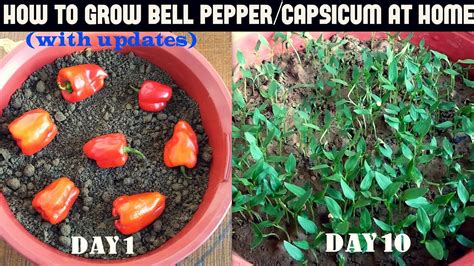 How To Grow Bell Peppercapsicum At Home With Updates Youtube